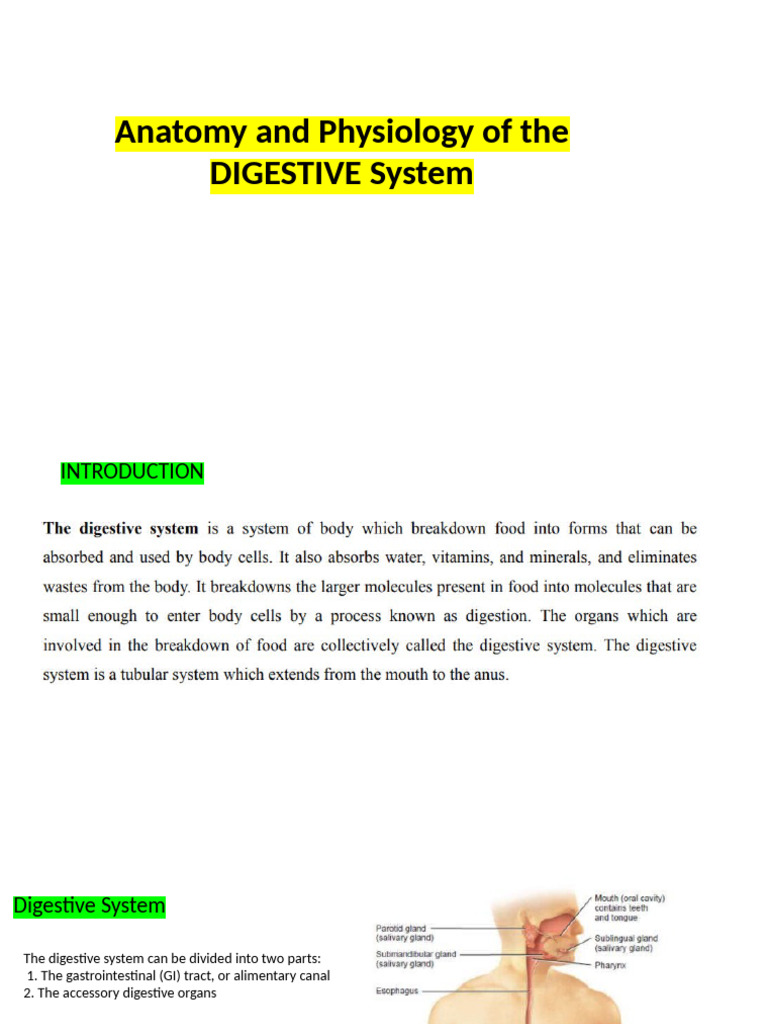 Digestive System Anatomy Overview | PDF | Human Digestive System | Stomach