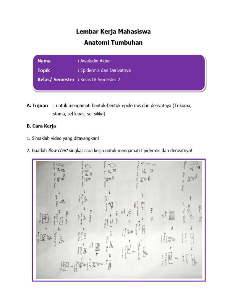 B_Awaludin Akbar_2010119110008_LKM Antum 6. Epidermis Dan Derivatnya | PDF
