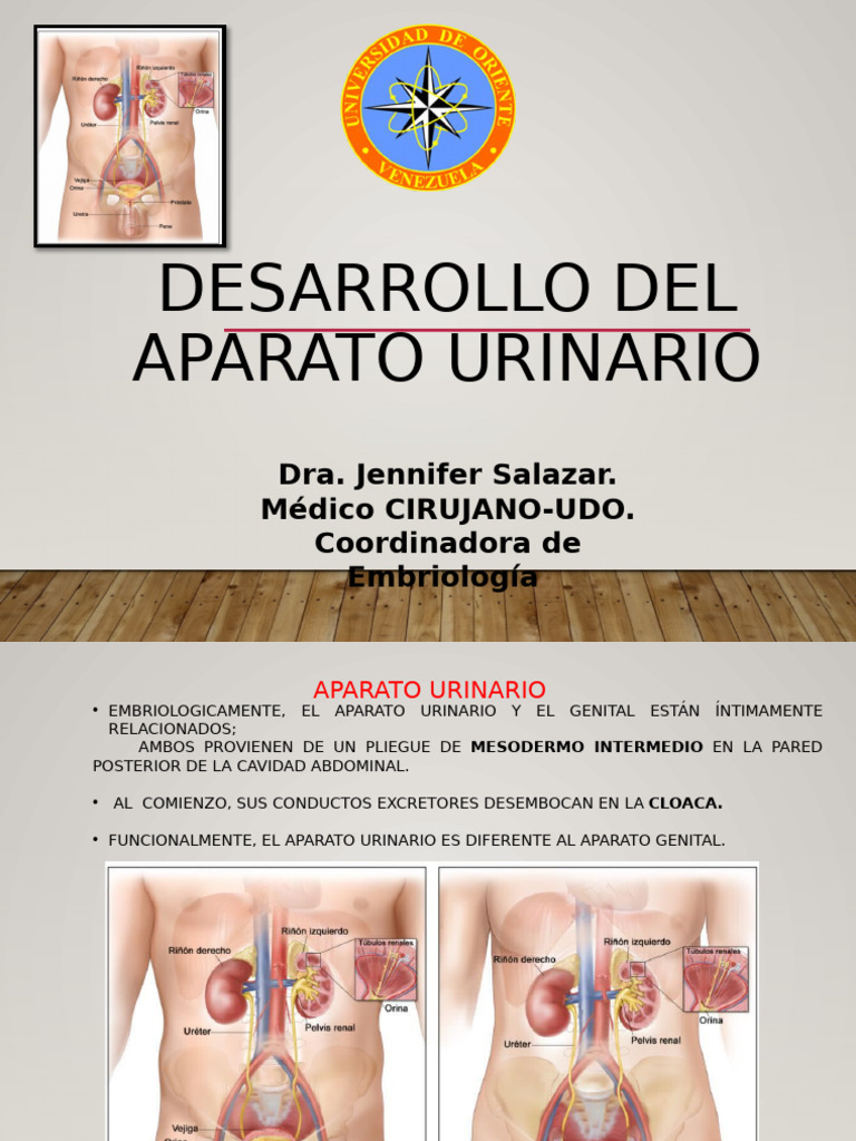 Desarrollo Del Aparato Urinario-1...... | PDF | Riñón | Sistema urinario