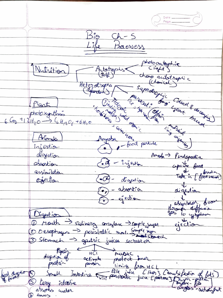Class 10 Bio - Ch5 Short Notes | PDF