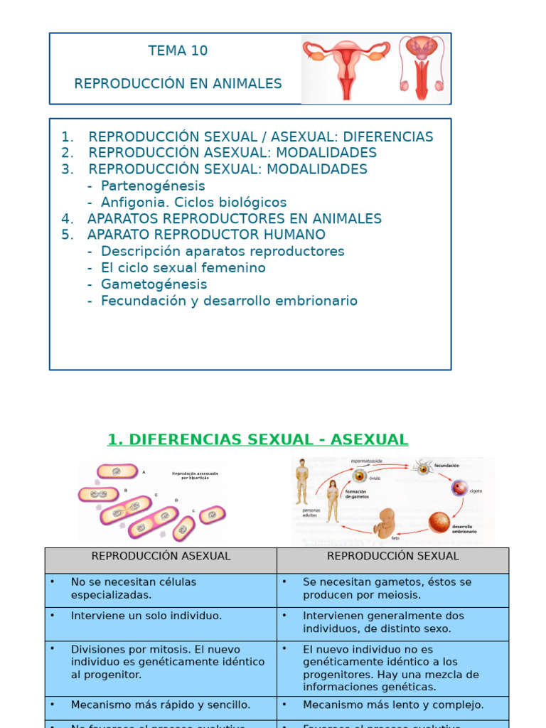 Reproduccion en Animales | PDF | Sistema reproductivo | Ciclo menstrual