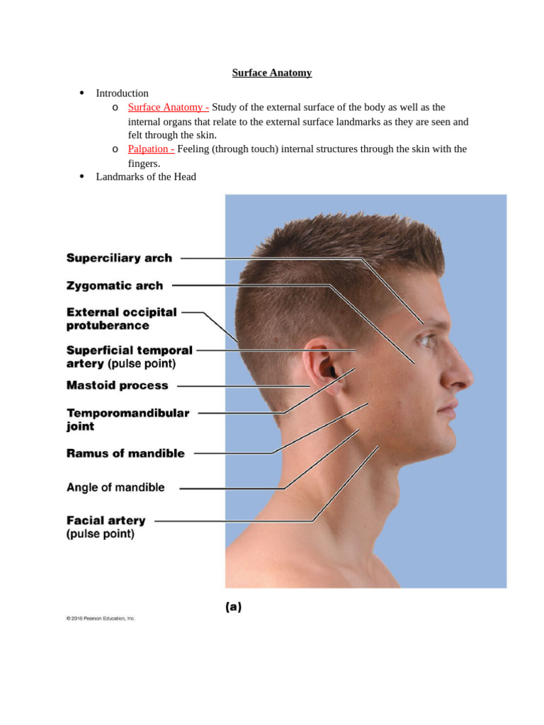 Surface Anatomy Lab Review | PDF