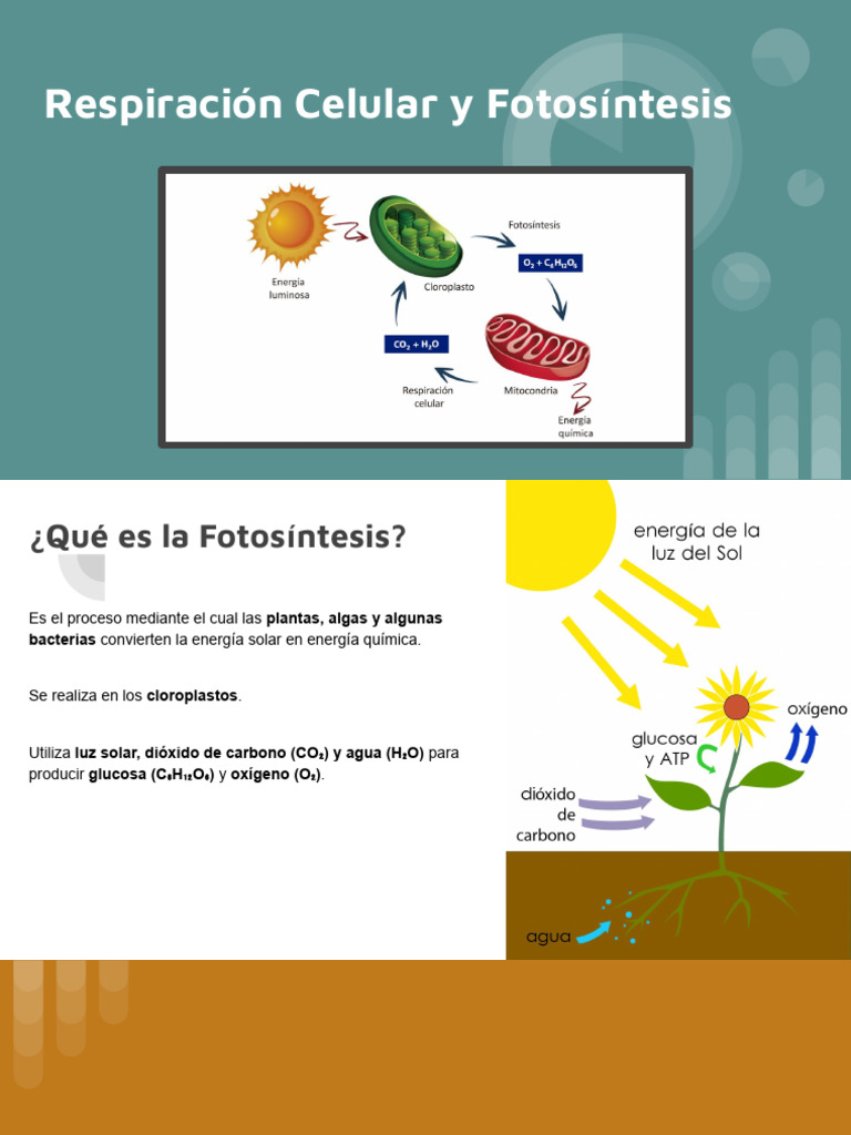 Comparativa: Fotosíntesis vs. Respiración | PDF