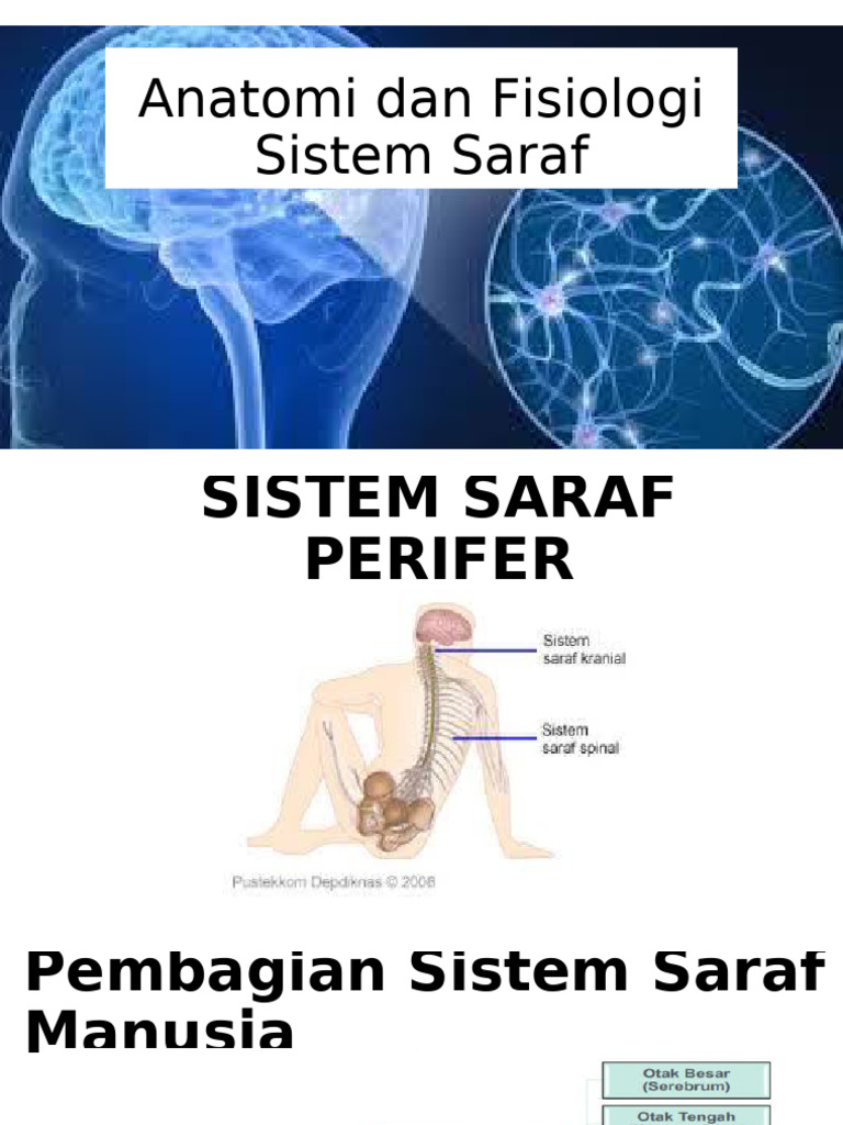 Anatomi dan Fisiologi Sistem Saraf | PDF