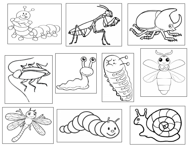 Insectos Que Vuelan e Insectos Que Se Arrastran | PDF