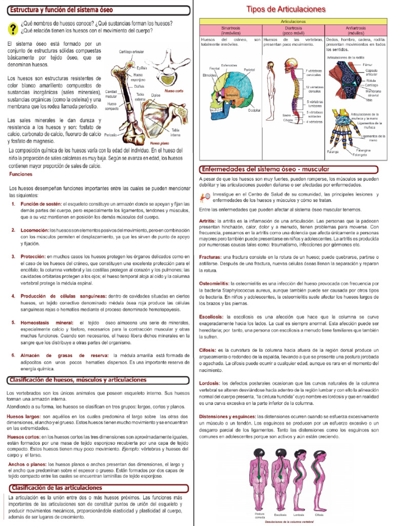 Sistema Oseo Muscular | PDF