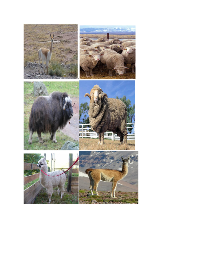 Animals Producing Wool Fibre | PDF