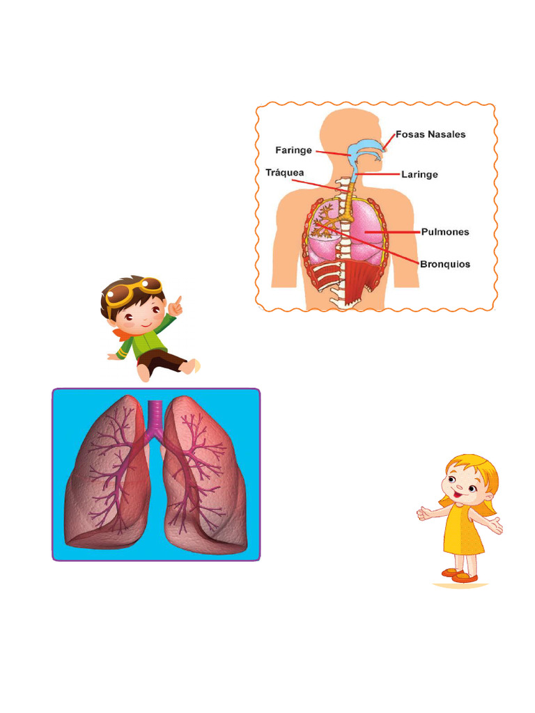 Ficha para Los Niños Sistema Respiratorio | PDF | Pulmón | Sistema ...