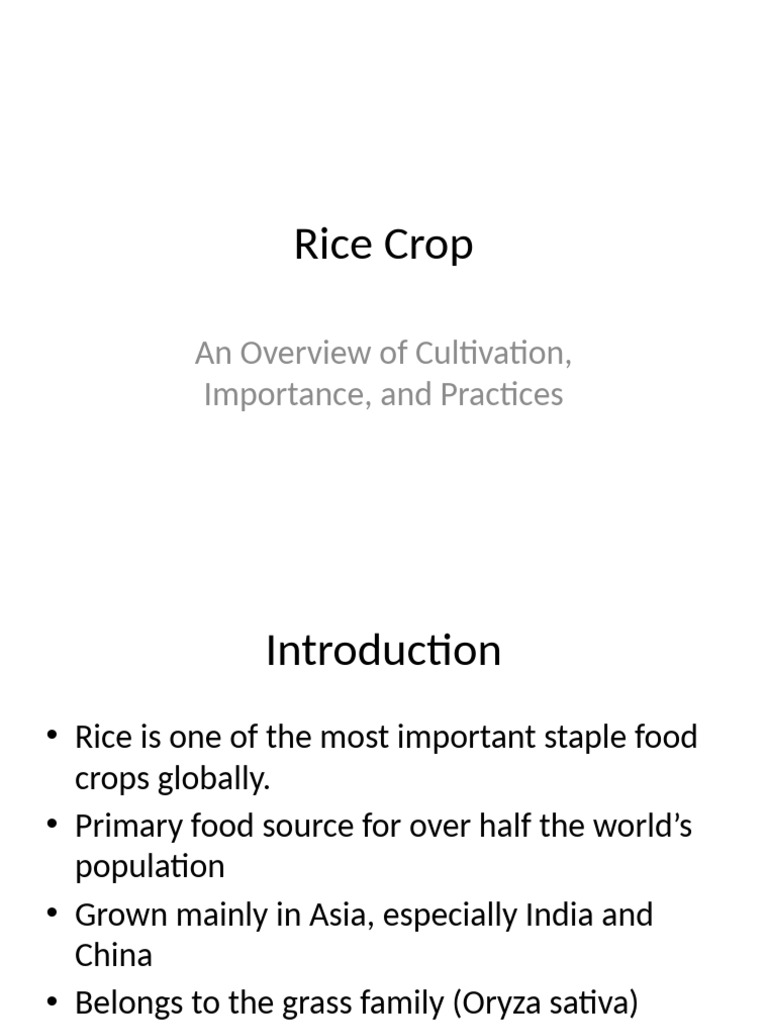 Rice Crop Presentation | PDF