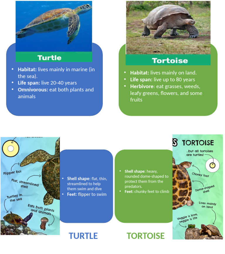 Turtle Vs Tortoise | PDF