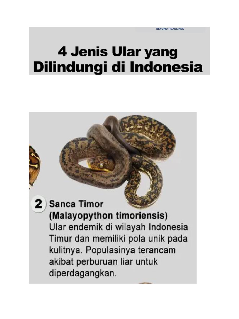 Ular Sanca Timor | PDF