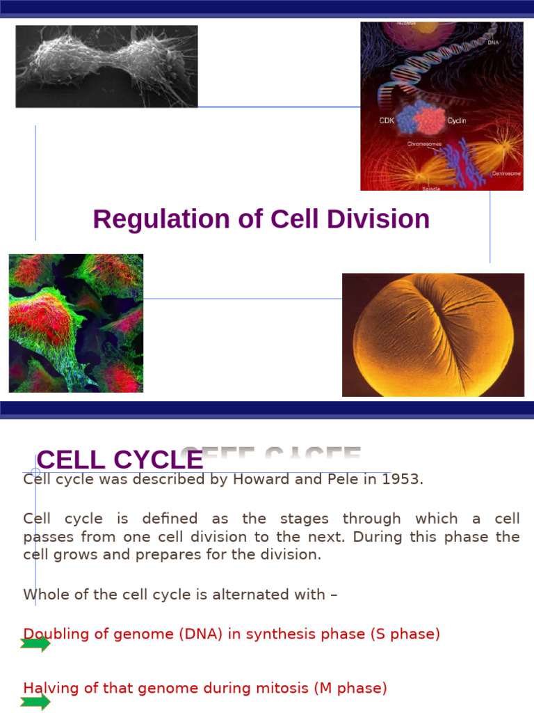 Cell Cycle Regulation | PDF | Cell Cycle | Mitosis