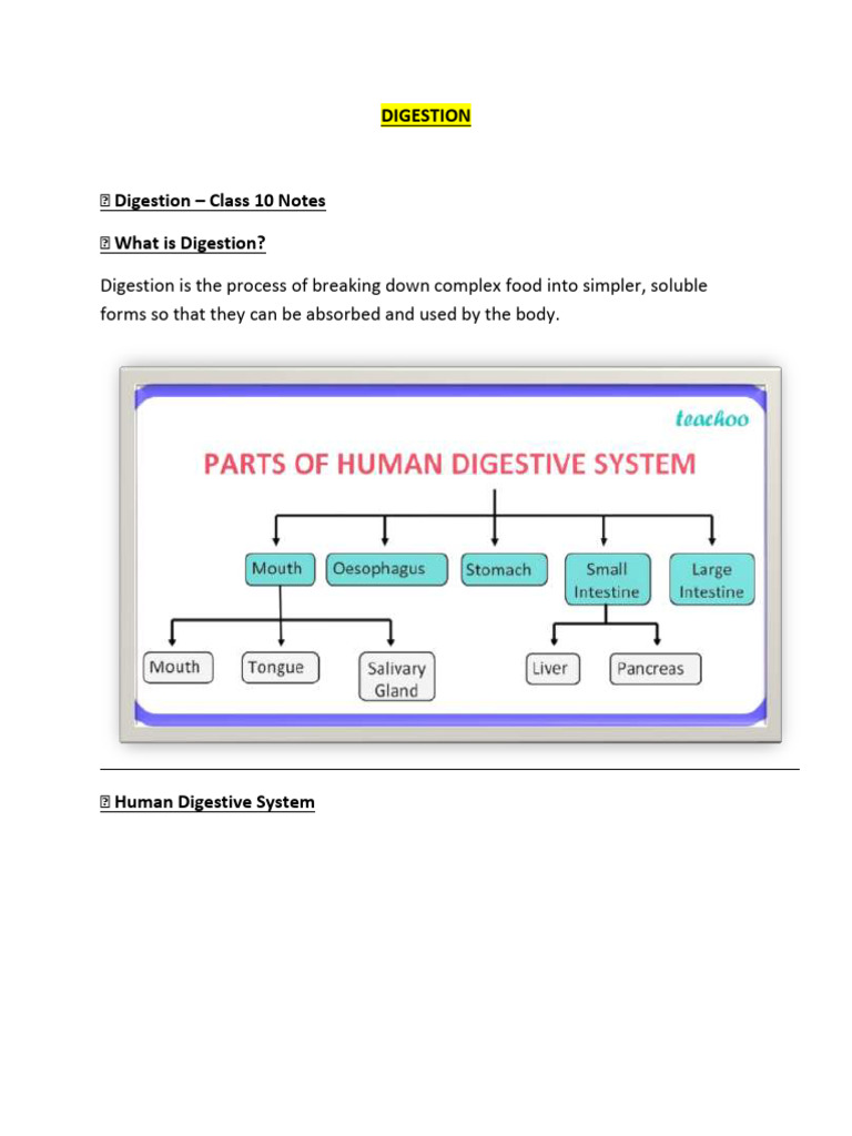 Digestive System Overview and Facts | PDF