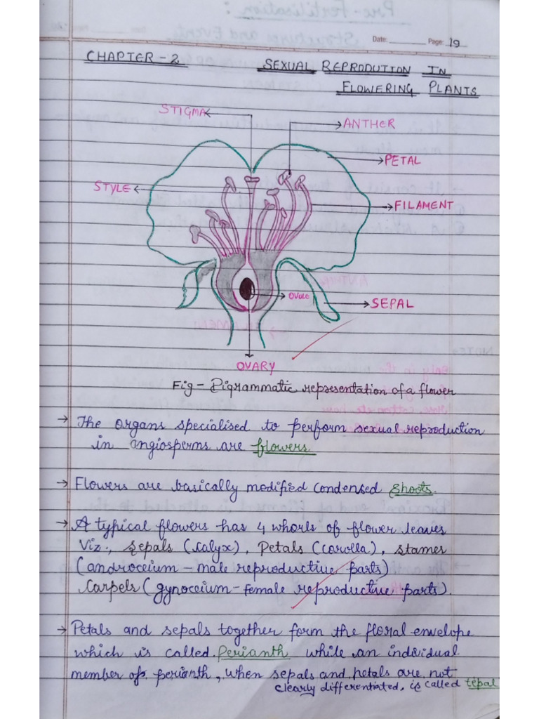 Biology Chapter-2 Sexual Reproduction in Flowering Plants Class-12 | PDF