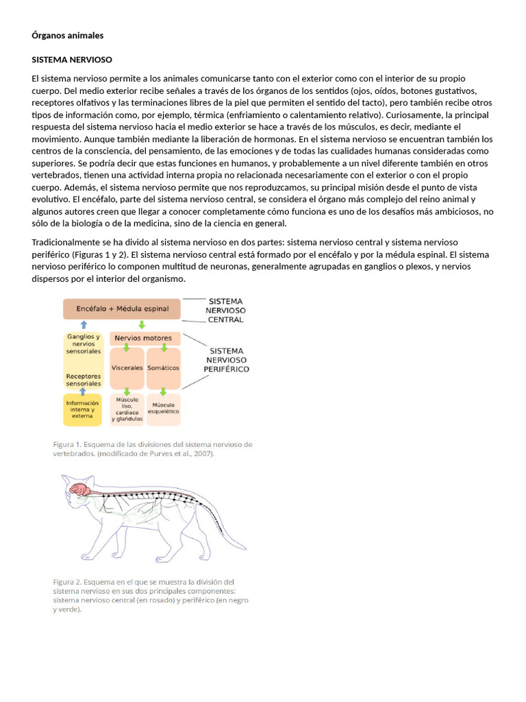 Estructura y Función del Sistema Nervioso | PDF | Sistema nervioso ...