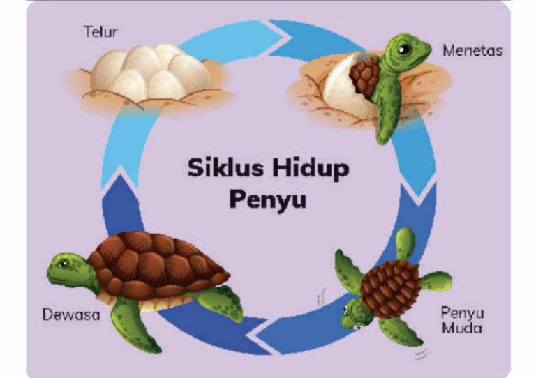 Nokoprint 240913 1829 | PDF