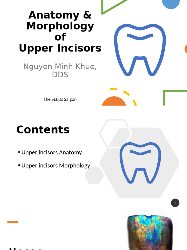 Upper Incisors Anatomy & Morphology | PDF | Dental Anatomy | Dentistry ...