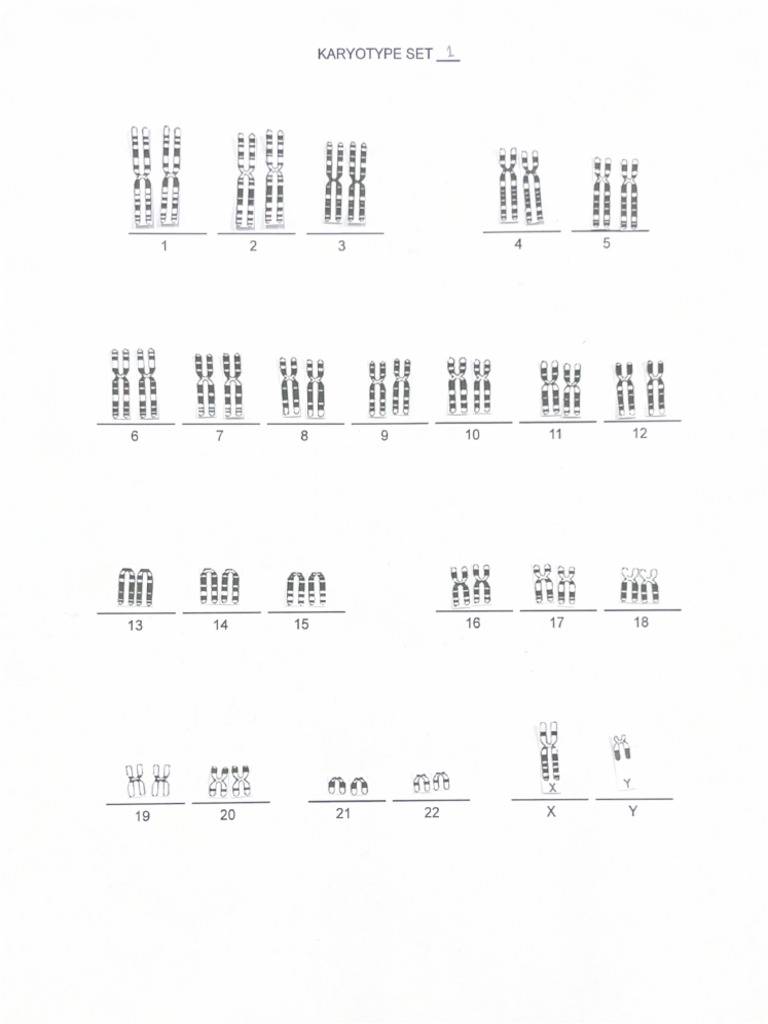 Karyotyping Exercise | PDF
