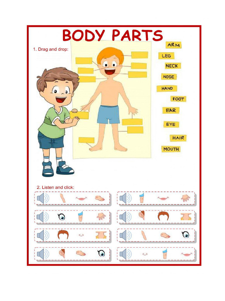 Parts of The Body | PDF
