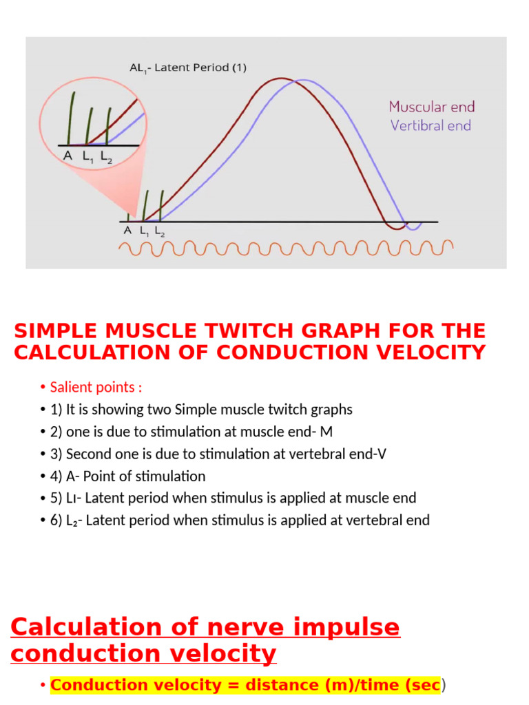 Muscle Twitch Graph for Conduction Velocity | PDF | Axon | Action Potential