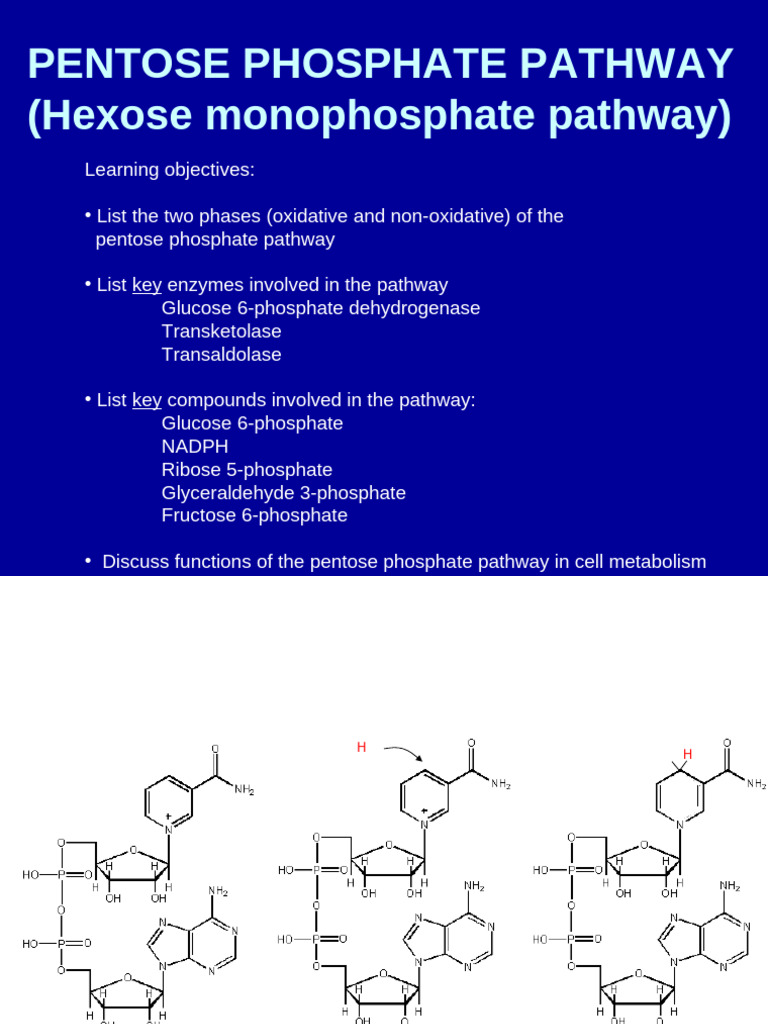 Pentose Phosphate Pathway. | PDF | Nicotinamide Adenine Dinucleotide ...