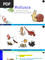 Overview of Priapulida (Penis Worms) | PDF