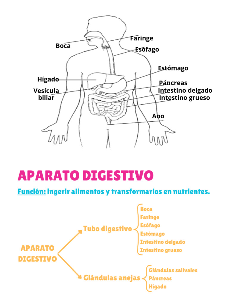 Actividades Aparato Digestivo | PDF