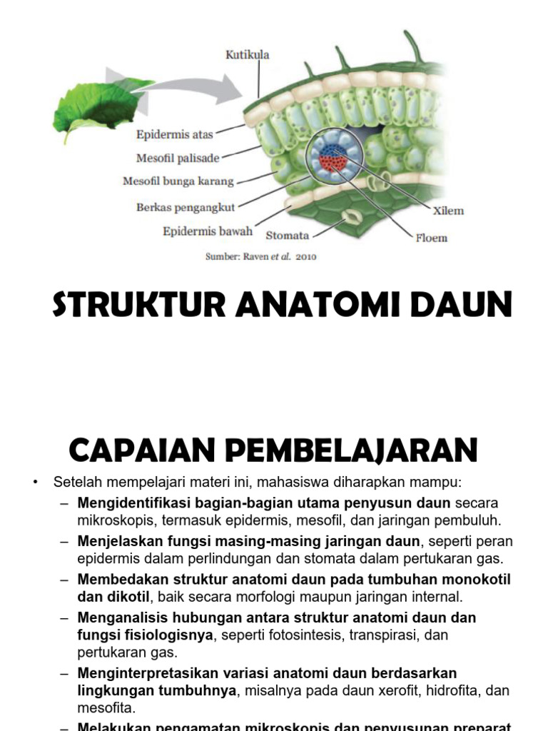 Struktur Anatomi Daun | PDF