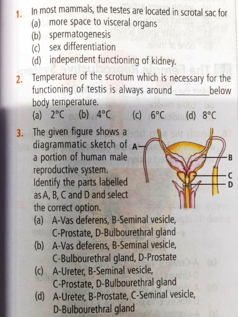 Biology Homework Human Reproduction | PDF | Testicle | Reproductive System