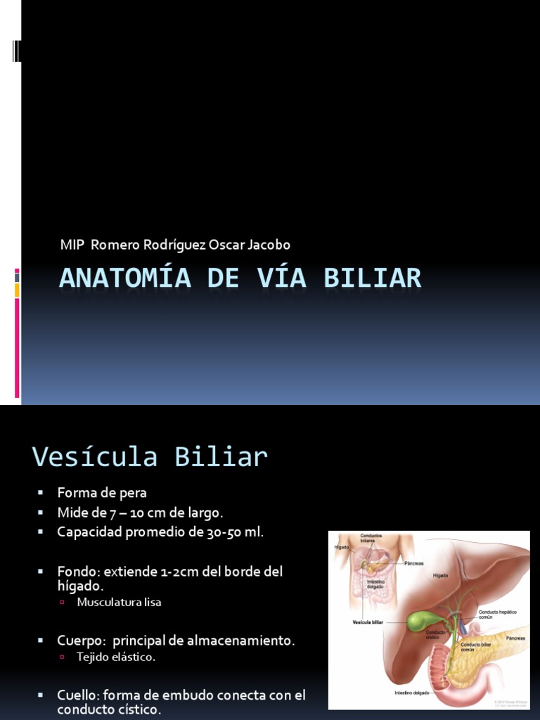 Anatomía de Vía Biliar | PDF | Hígado | Vesícula biliar