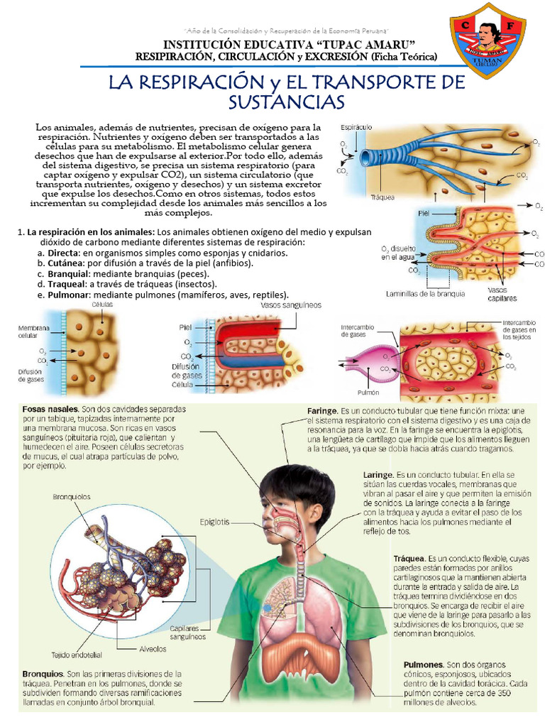12 Semana SESIÓN 2 Ficha Estudiante - Respiración Circulación y Excreción | PDF | Respiración ...