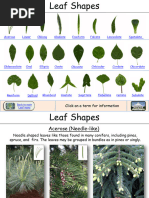 Leaves | PDF | Branches Of Botany | Plants