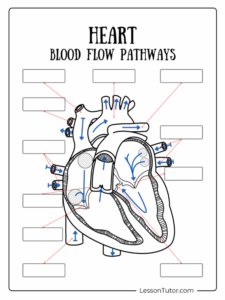 Worksheets Science Heart - Blood-Flow | PDF