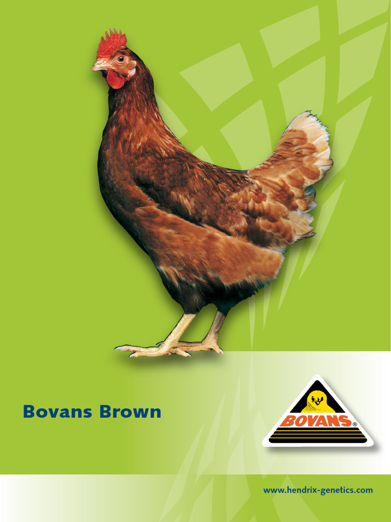 Folleto Bovans Brown | PDF
