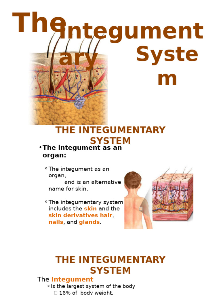 Integumentary System | PDF | Integumentary System | Epidermis