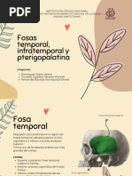 Anatomía de la Fosa Temporal | PDF | Cráneo | Cabeza y cuello humanos