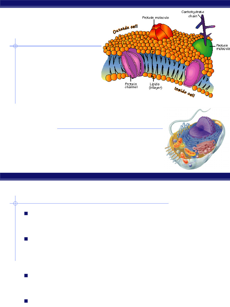 Cell Membrane Transport Mechanisms | PDF | Cell Membrane | Cell Signaling