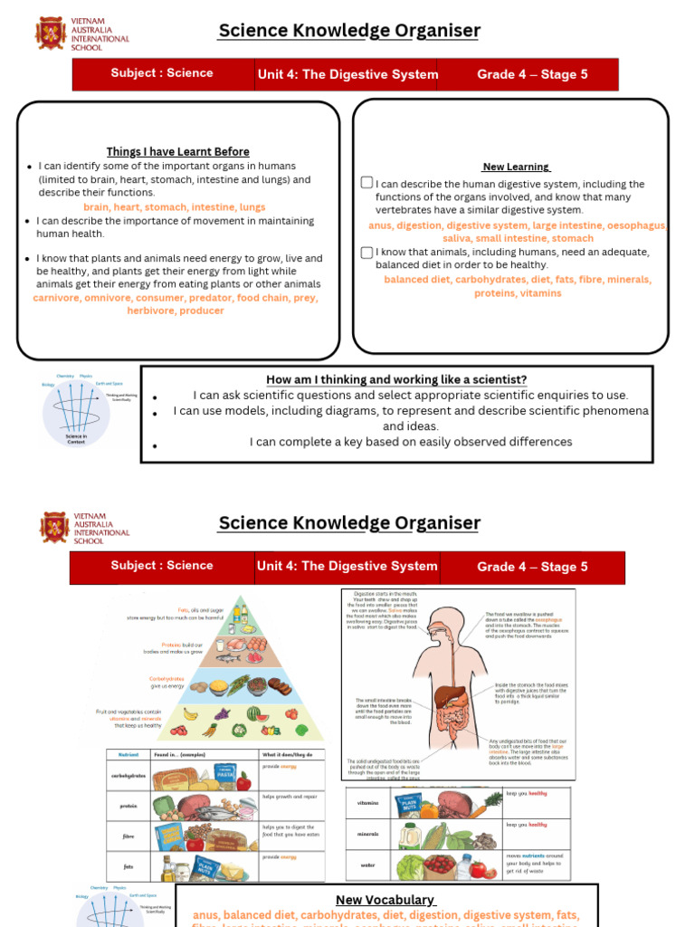 Grade 4 Digestive System Overview | PDF | Digestion | Diet (Nutrition)