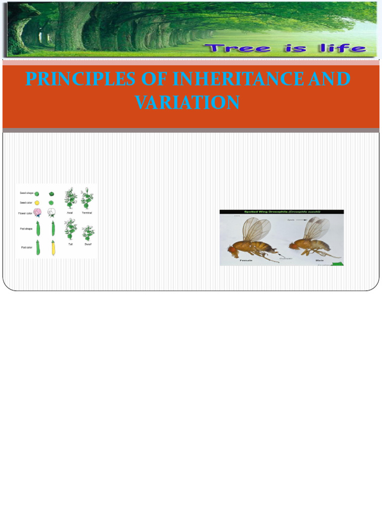 Principles of Inheritance and Variation | PDF | Dominance (Genetics ...