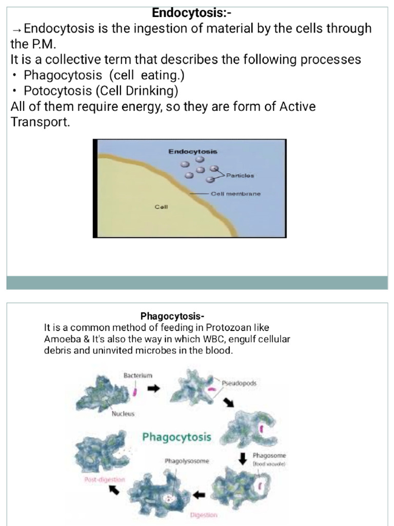 Endocytosis Cell Wall - Phoenix | PDF