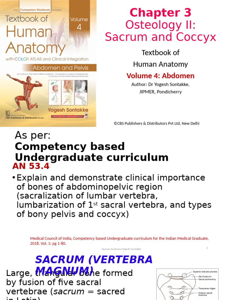 Chapter 3 Osteology II - Sacrum and Coccyx New 2 | PDF | Vertebra | Pelvis