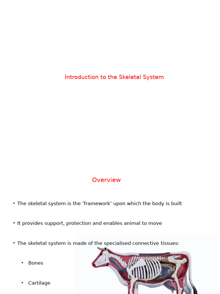 Lecture 2 - Introduction To Skeletal System | PDF | Bone | Skeleton