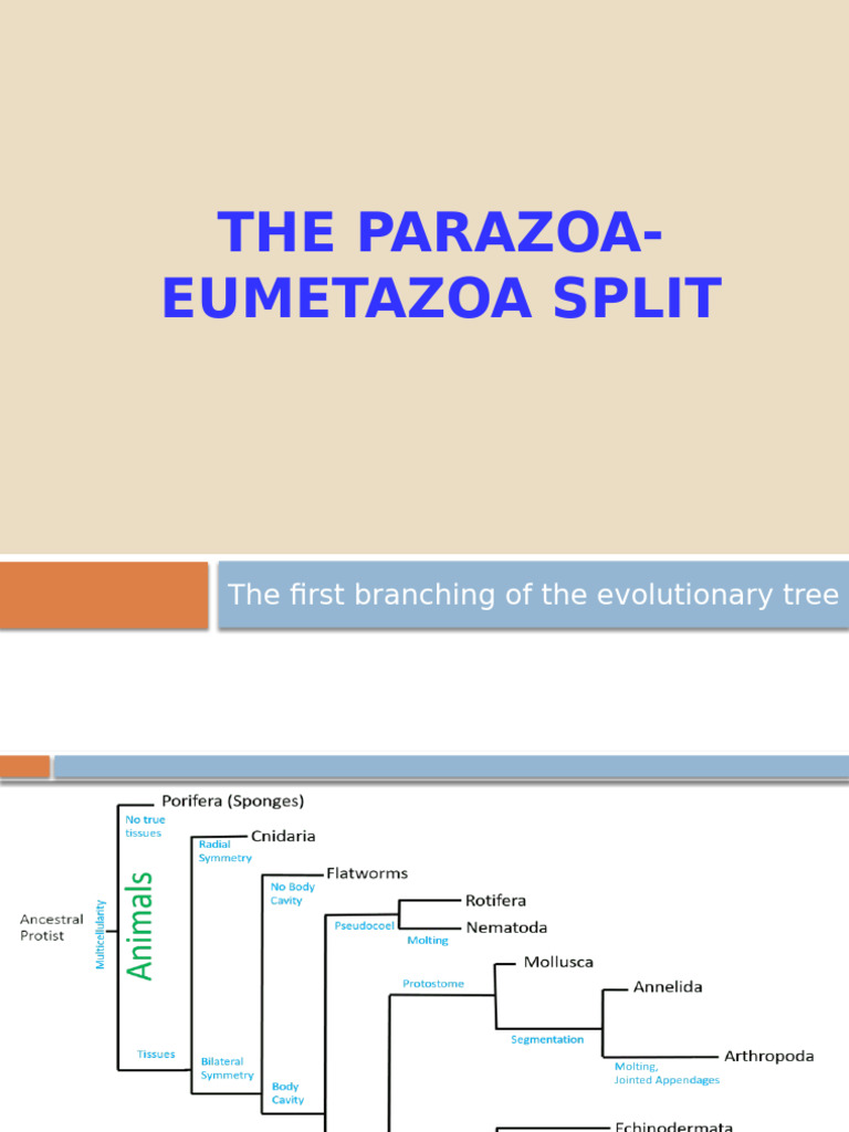 Lecture 06 - Parazoa-Eumetazoa Split | PDF | Sponge | Zoology