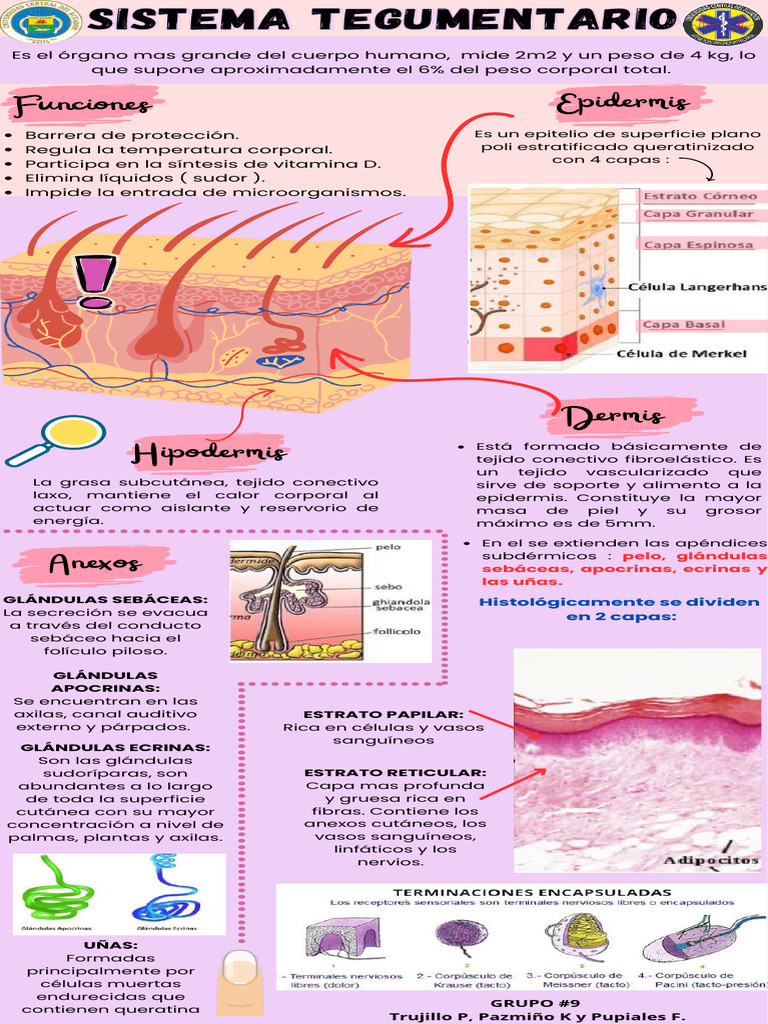 Infografia Del Sistema Tegumentario - Compressed | PDF | Piel | Anatomía humana