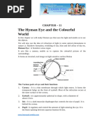 Class10 Human Eye Notes | PDF | Eye | Human Eye