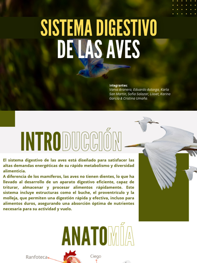 Anatomía y Sistema Digestivo (Aves) | PDF | Digestión | Sistema digestivo humano