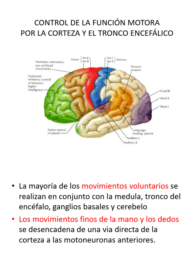 8-Control Cortical de La Funcion Motora 2022 - 250321 - 105043 | PDF ...