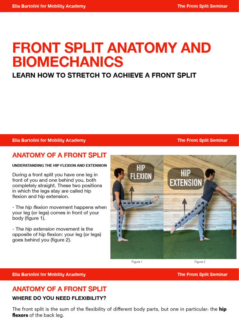 PDF Front Split Seminar | PDF | Anatomical Terms Of Motion | Pelvis