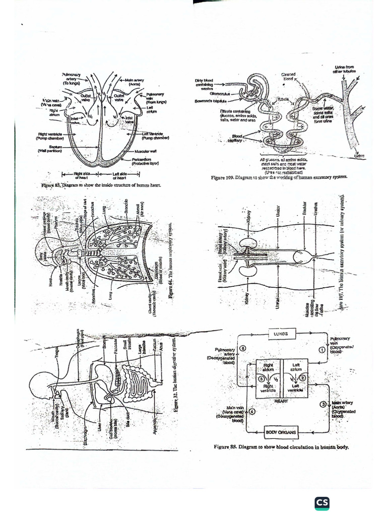 Diagrams Life Processes | PDF