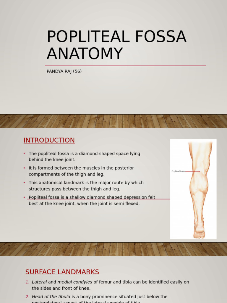 Popliteal Fossa Anatomy-2 | PDF | Knee | Human Leg